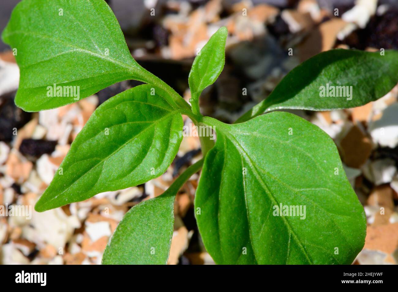 Chili pepper tree seedling hi-res stock photography and images - Alamy