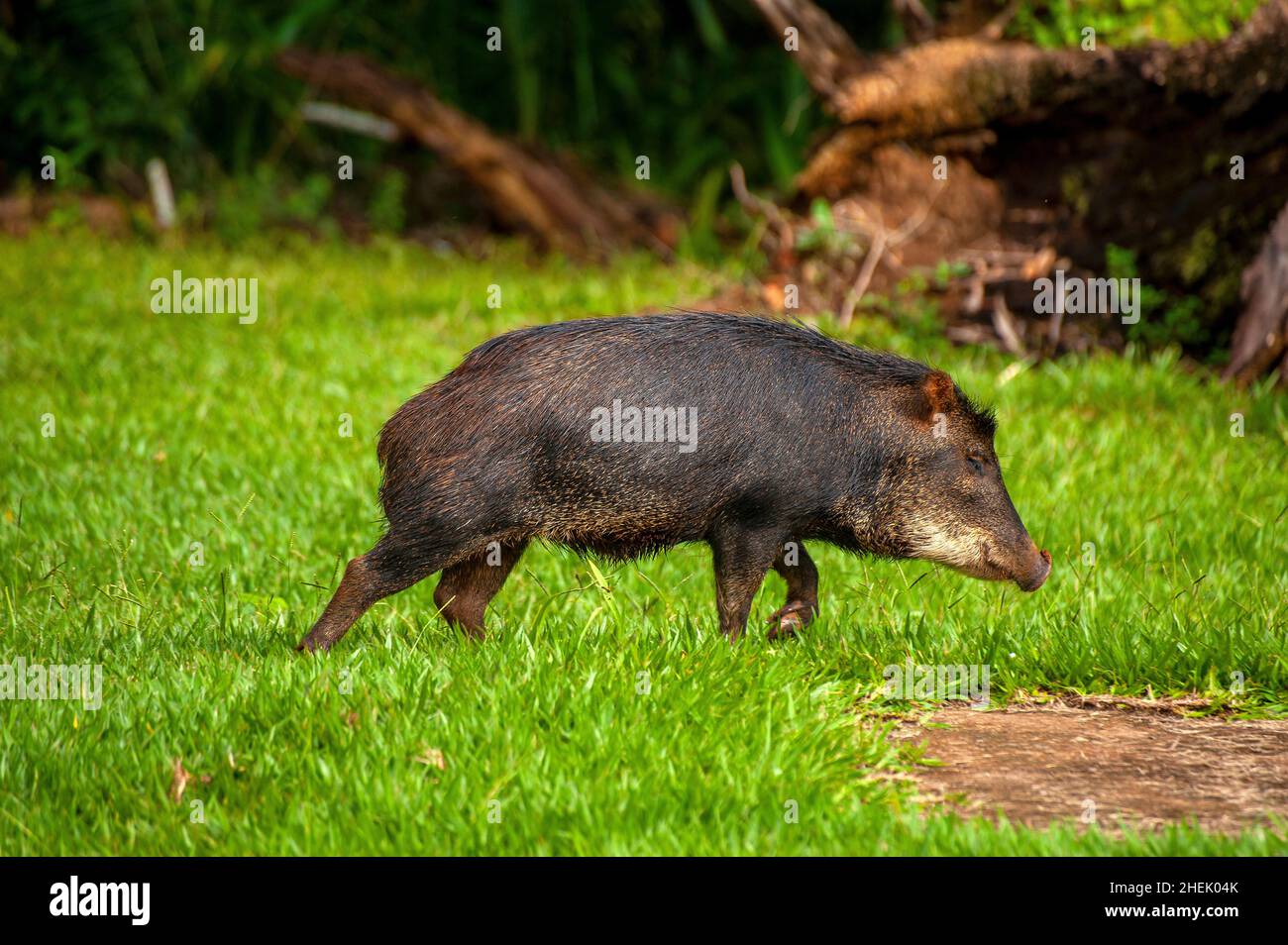 Wild pigs come to eat at the camping site of Emas National Park, Goiás ...