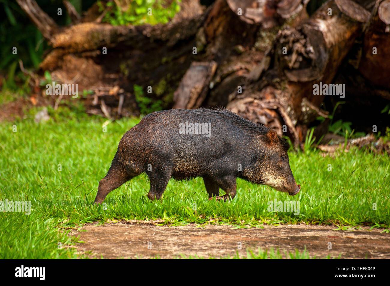 Wild pigs come to eat at the camping site of Emas National Park, Goiás ...