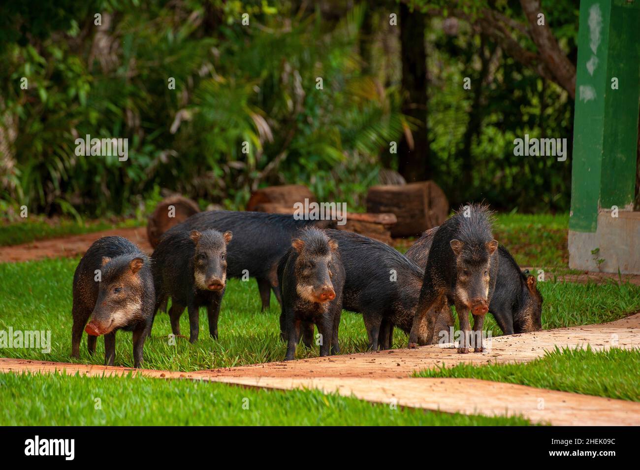 Wild pigs come to eat at the camping site of Emas National Park, Goiás ...