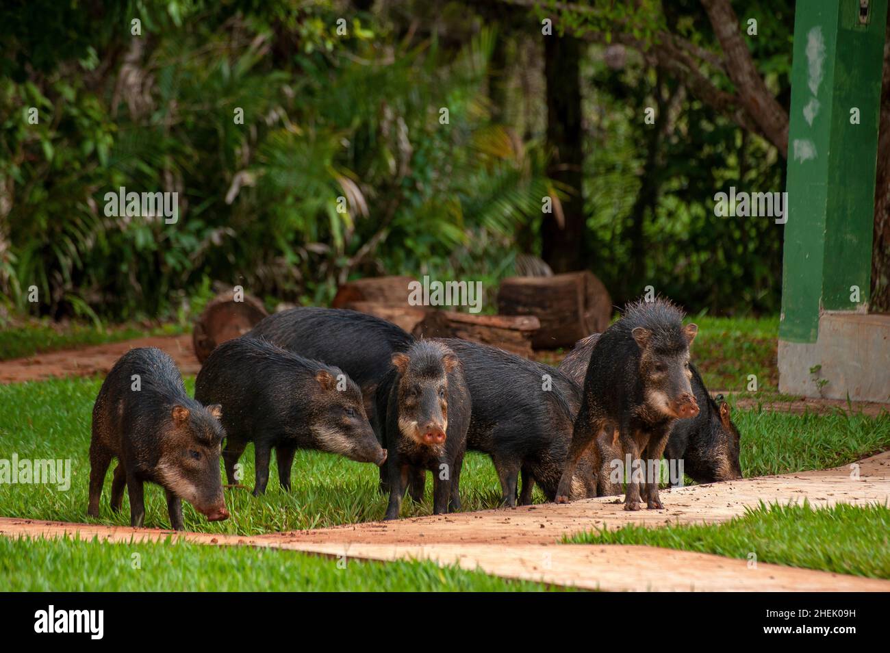 Wild pigs come to eat at the camping site of Emas National Park, Goiás ...