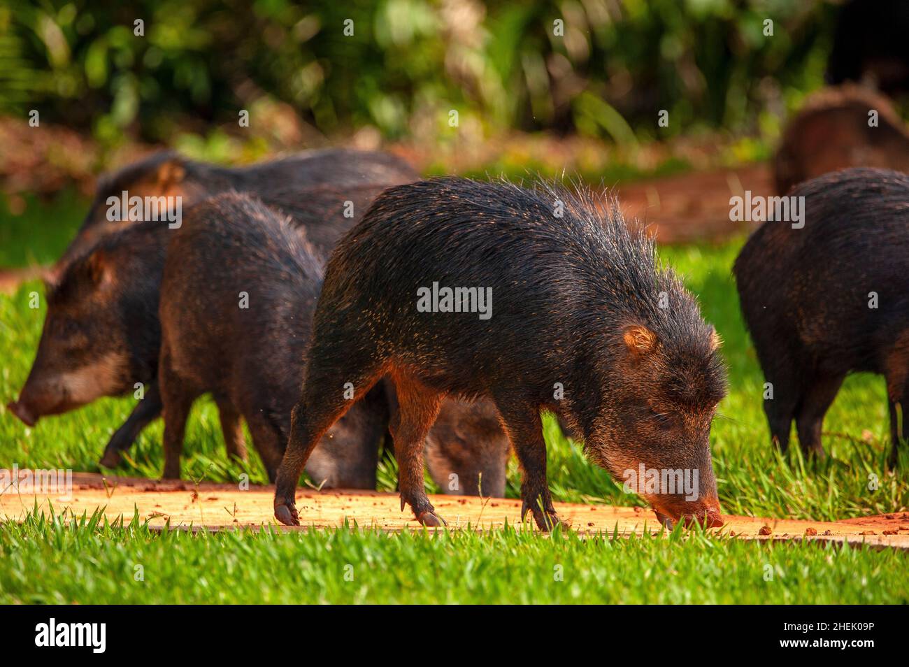 Wild pigs come to eat at the camping site of Emas National Park, Goiás ...