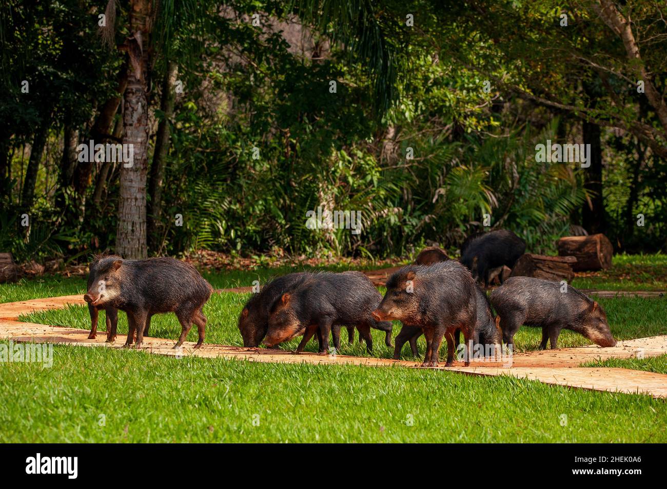 Wild pigs come to eat at the camping site of Emas National Park, Goiás ...