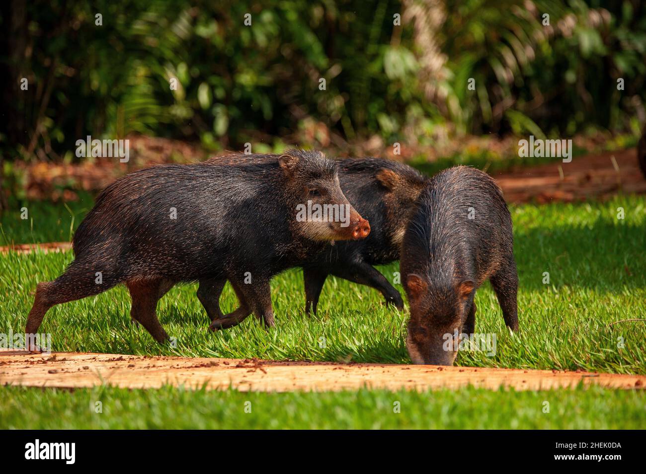 Wild pigs come to eat at the camping site of Emas National Park, Goiás ...