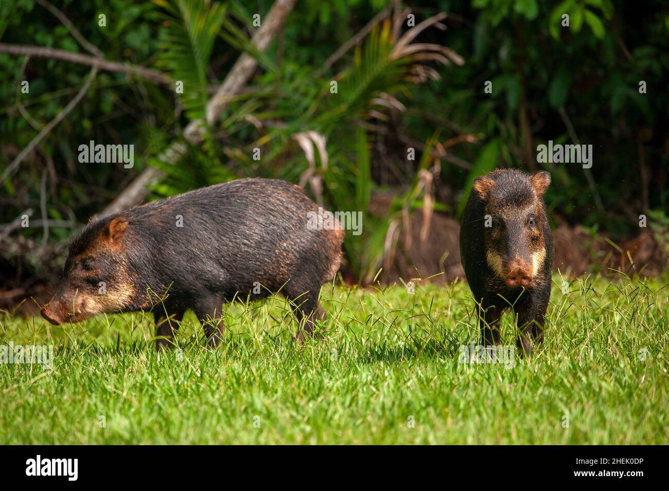 Wild pigs come to eat at the camping site of Emas National Park, Goiás ...