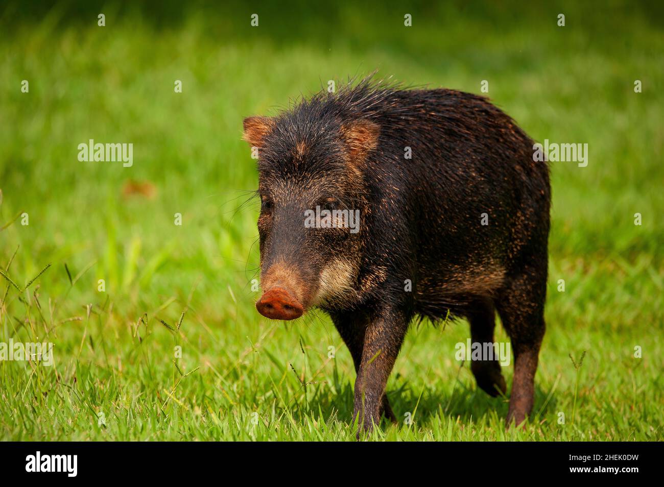 Wild pigs come to eat at the camping site of Emas National Park, Goiás ...