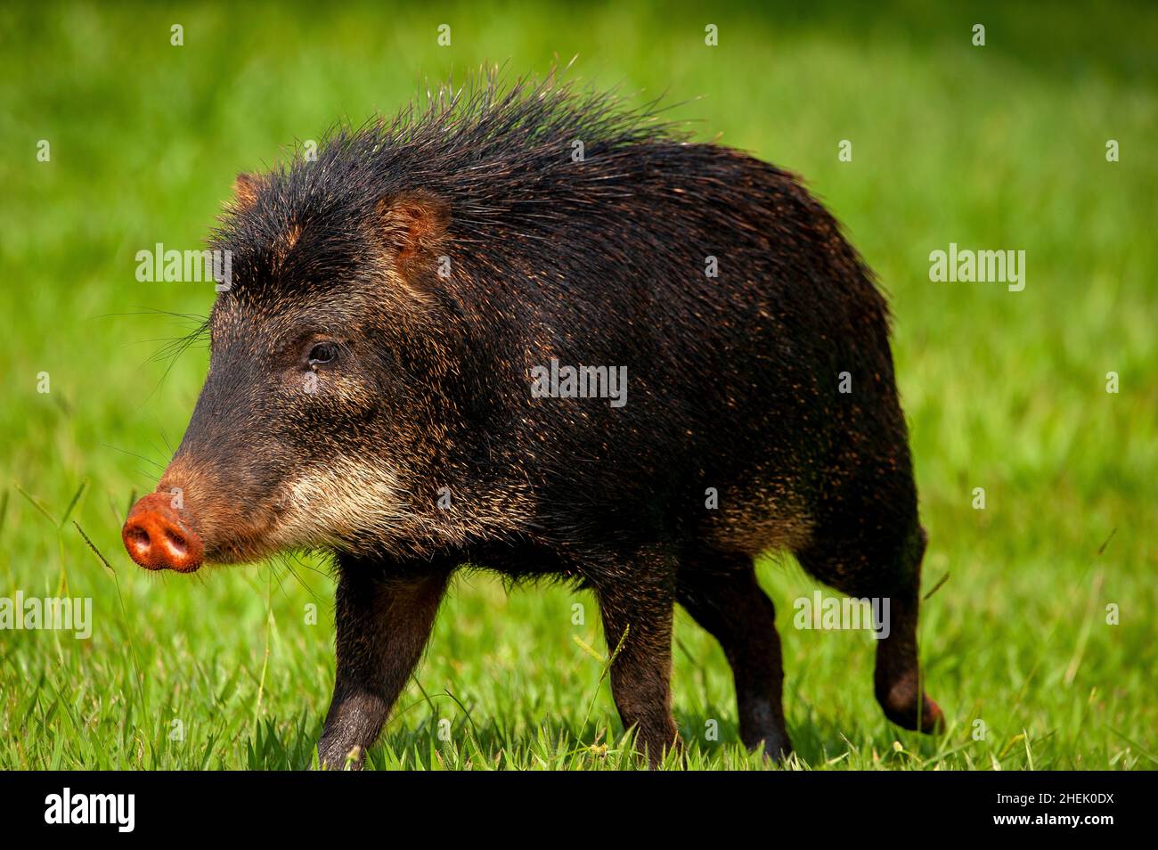 Wild pigs come to eat at the camping site of Emas National Park, Goiás ...