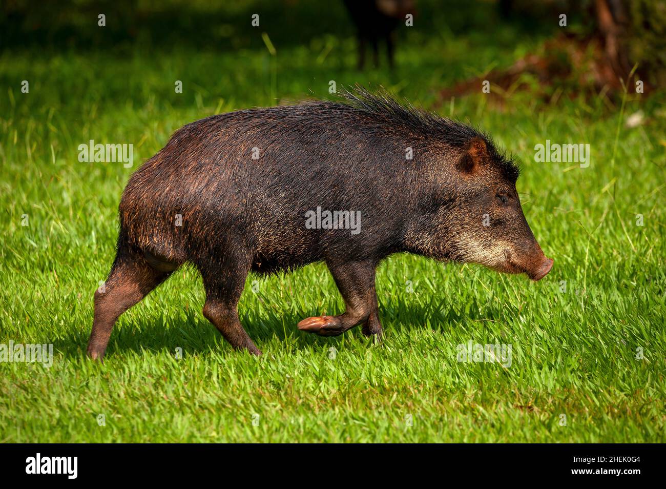 Wild pigs come to eat at the camping site of Emas National Park, Goiás ...