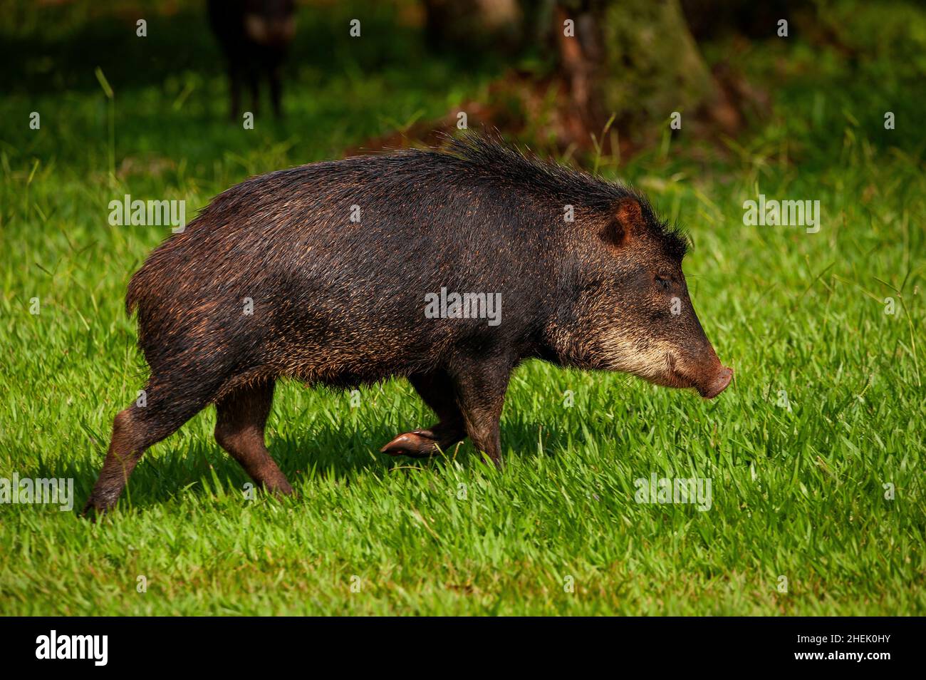 Wild pigs come to eat at the camping site of Emas National Park, Goiás ...