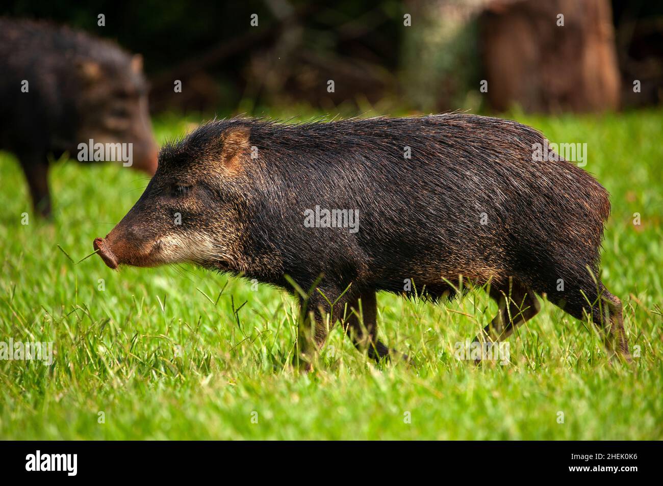 Wild pigs come to eat at the camping site of Emas National Park, Goiás ...