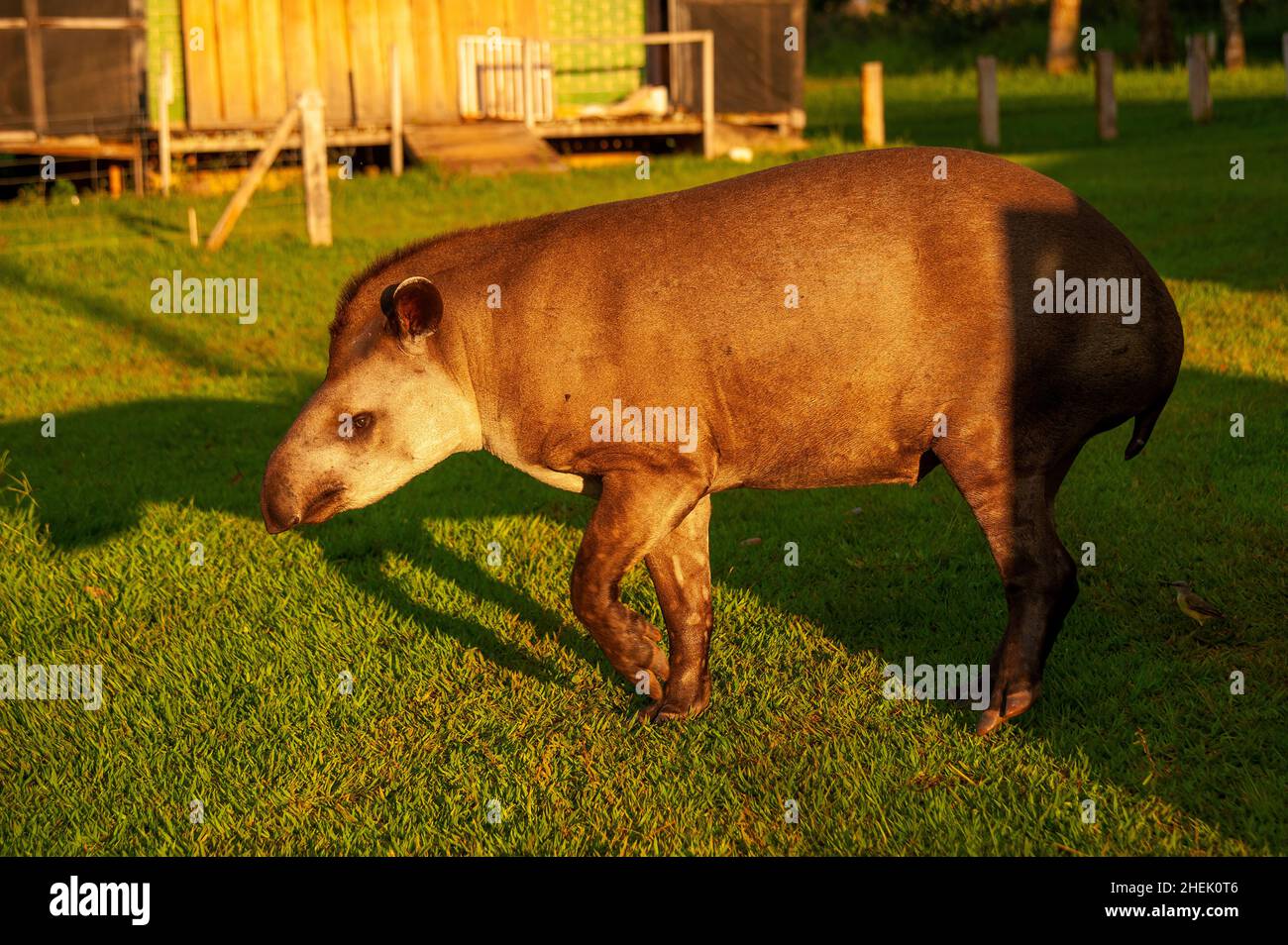 Tapir is the biggest land mammal of South America. This one come ...