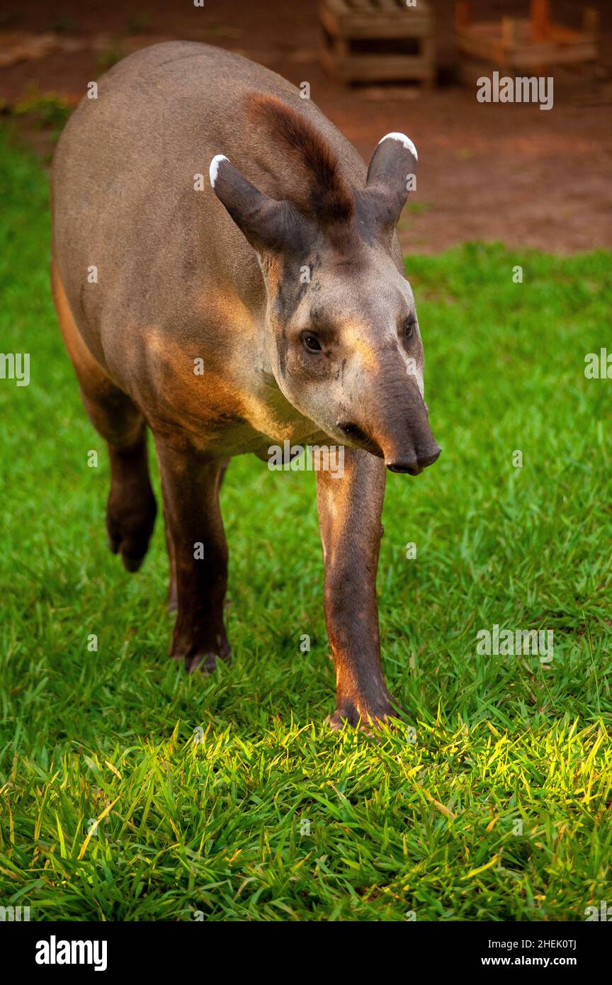 Tapir is the biggest land mammal of South America. This one come ...