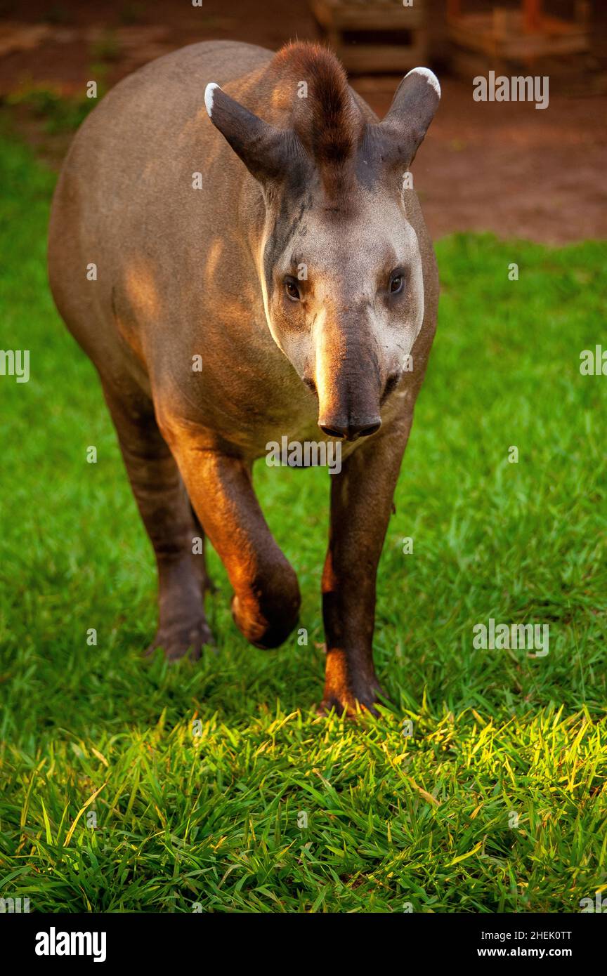 Tapir is the biggest land mammal of South America. This one come ...