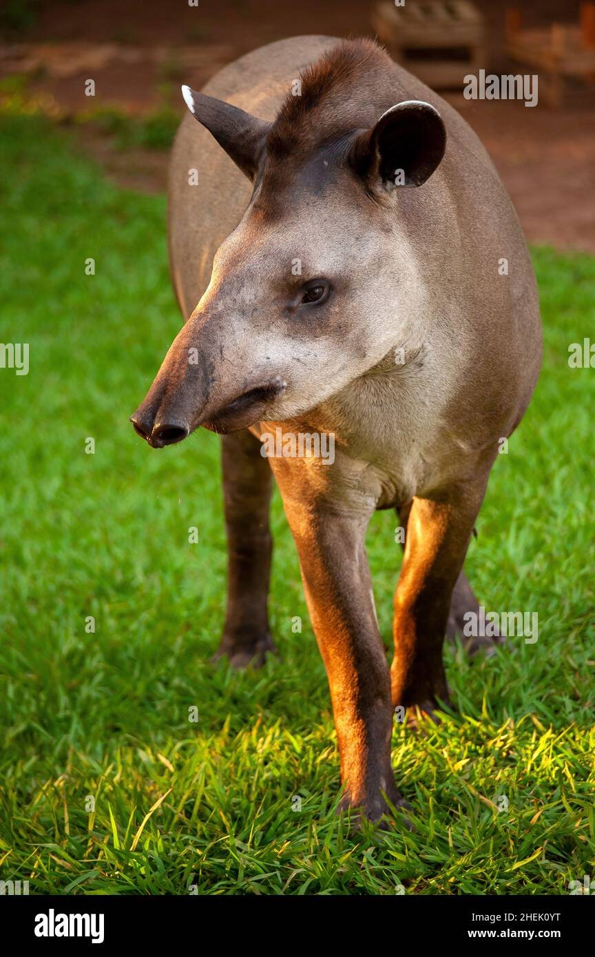 Tapir is the biggest land mammal of South America. This one come ...