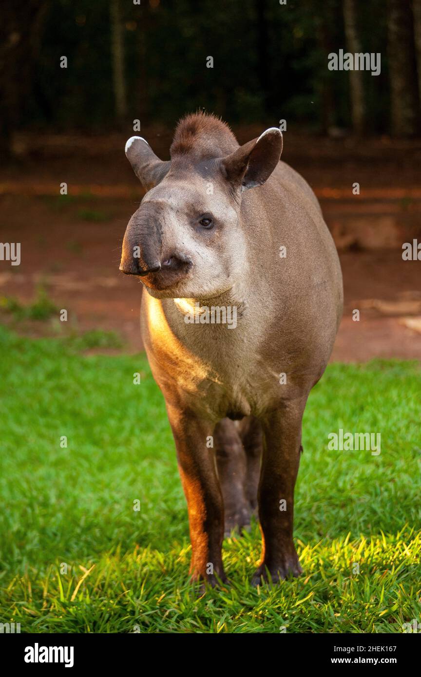 Tapir is the biggest land mammal of South America. This one come ...