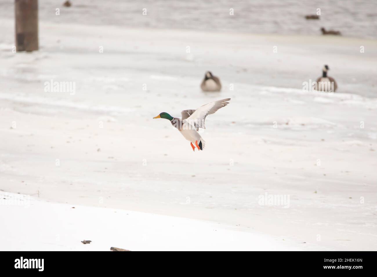 Mallard duck in flight over snow in winter Stock Photo - Alamy