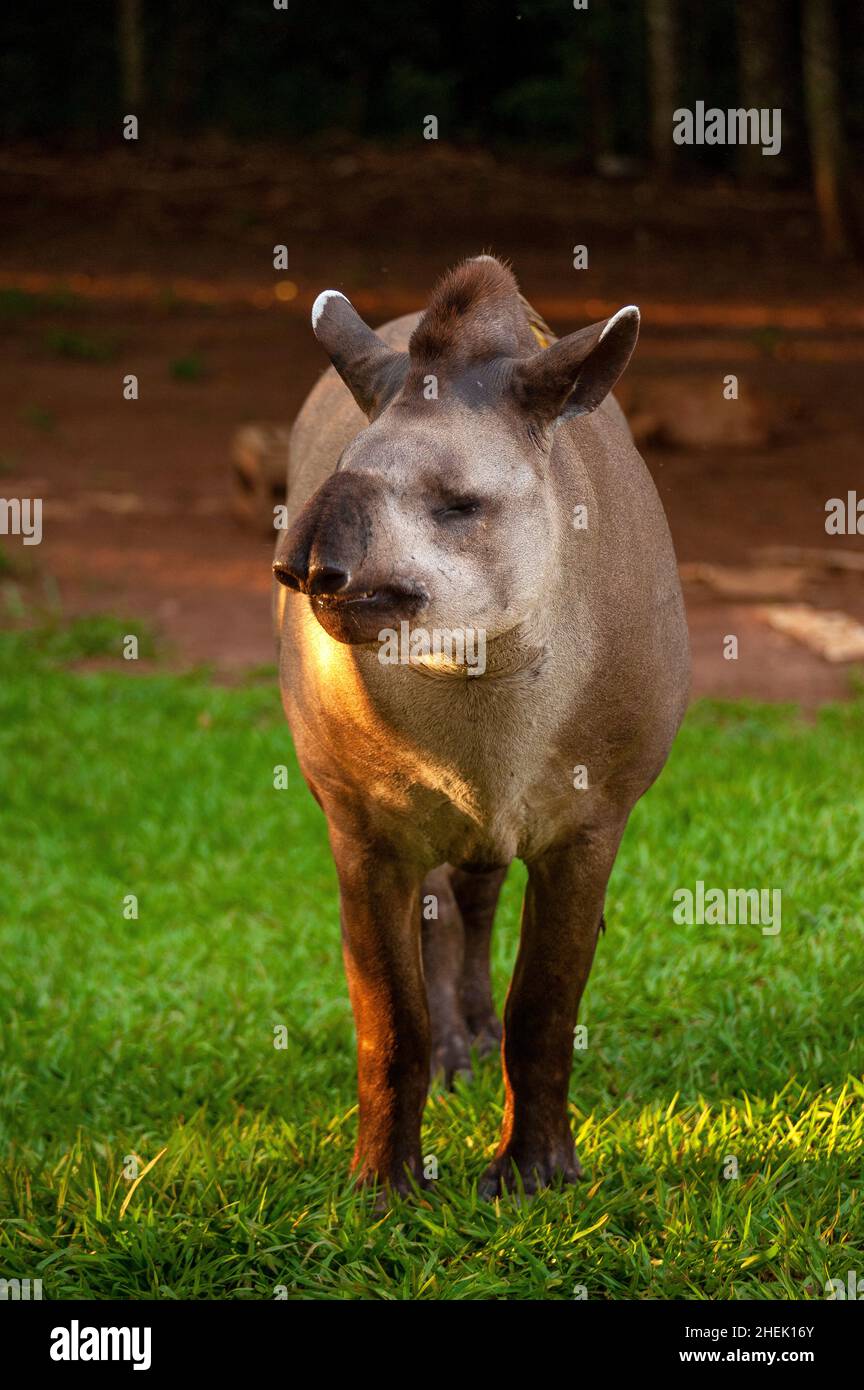 Tapir is the biggest land mammal of South America. This one come ...