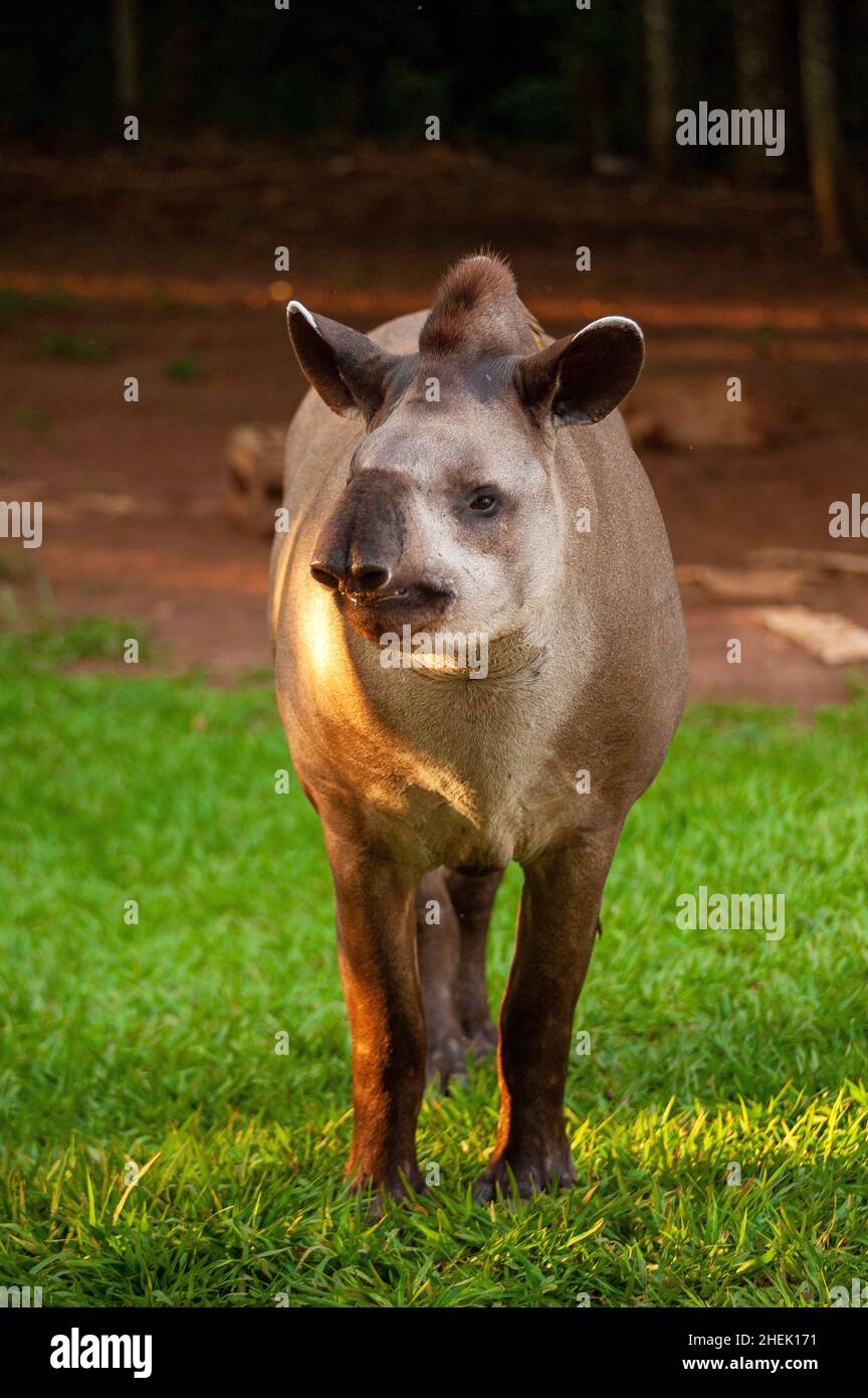 Tapir is the biggest land mammal of South America. This one come ...