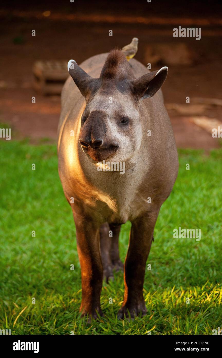 Tapir is the biggest land mammal of South America. This one come ...