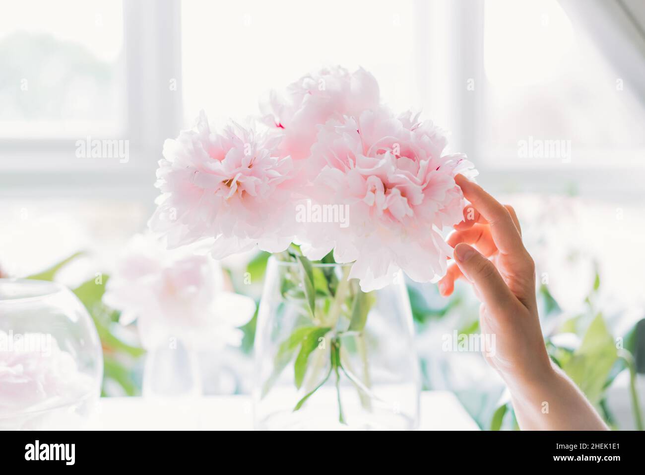 Female hand caress light pink peonies flowers in a vase on light ...