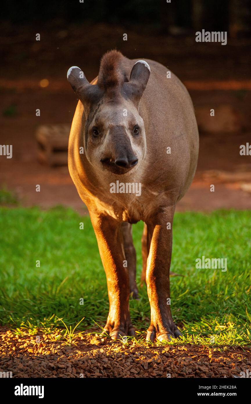 Tapir is the biggest land mammal of South America. This one come ...