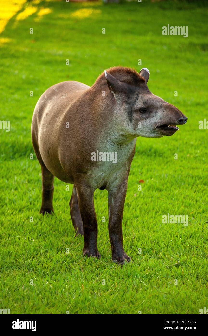 Tapir is the biggest land mammal of South America. This one come ...