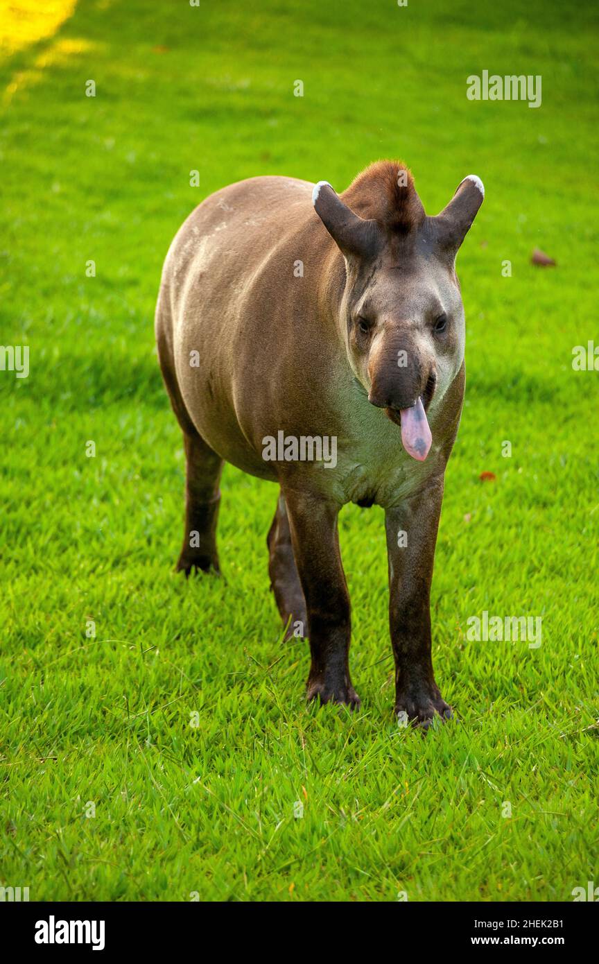 Tapir is the biggest land mammal of South America. This one come ...