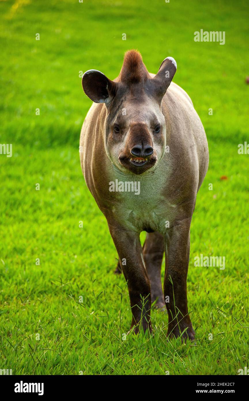 Tapir is the biggest land mammal of South America. This one come ...