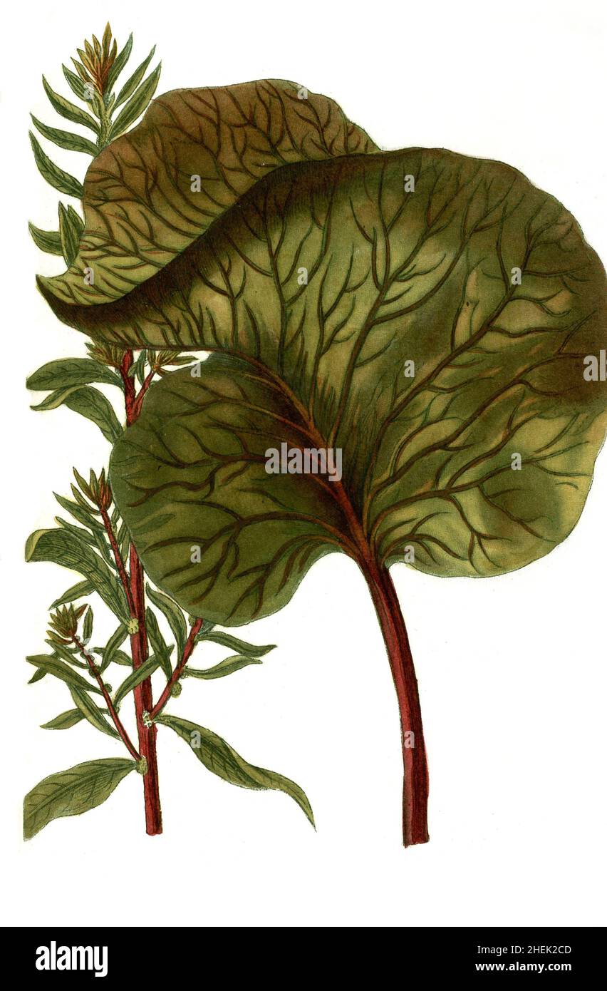 Beta rubra vulgaris, Rote Bete, Phytanthoza iconographia, historische ...
