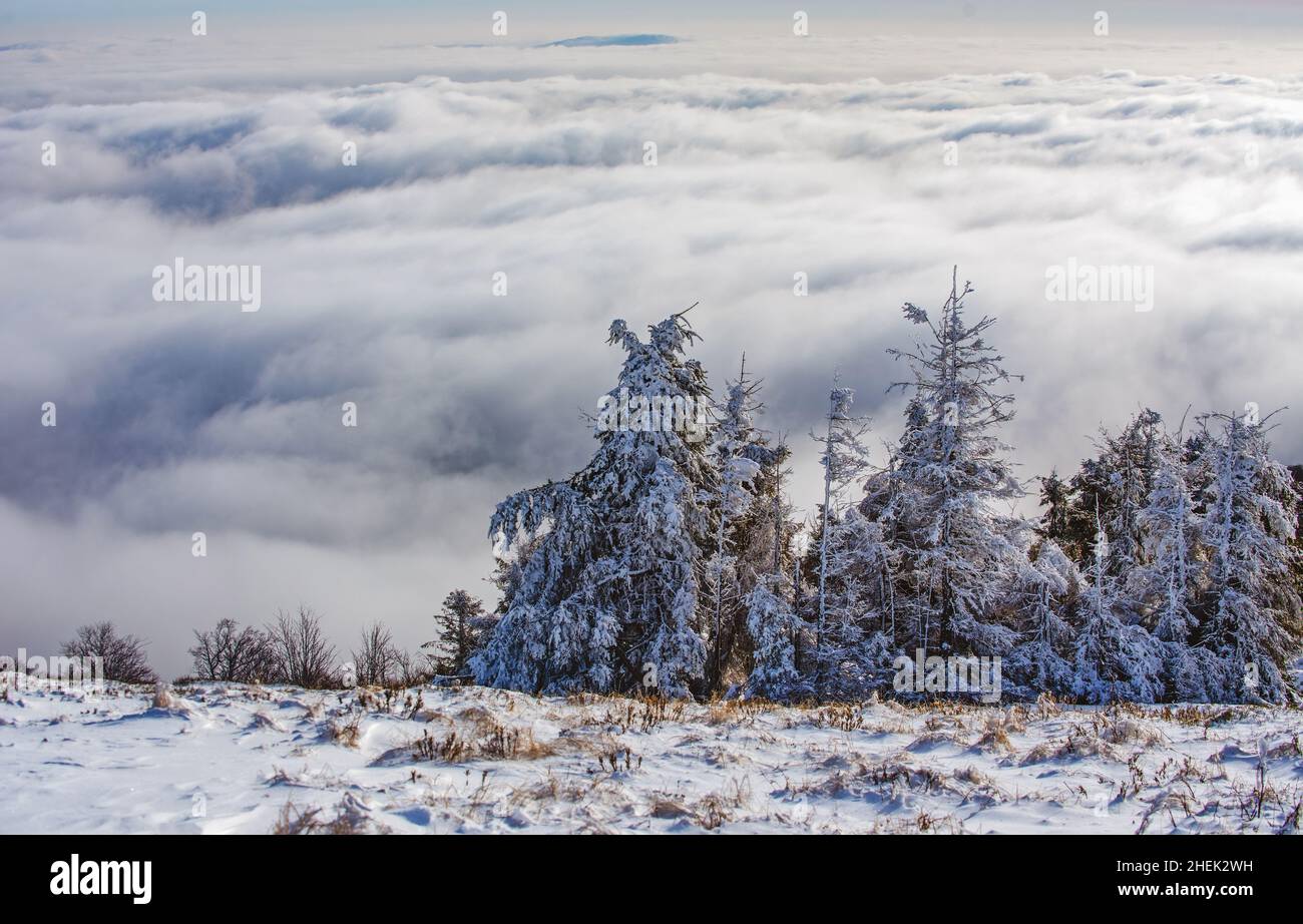 Winter landscape with trees covered with snow hoarfrost. Winter scene ...