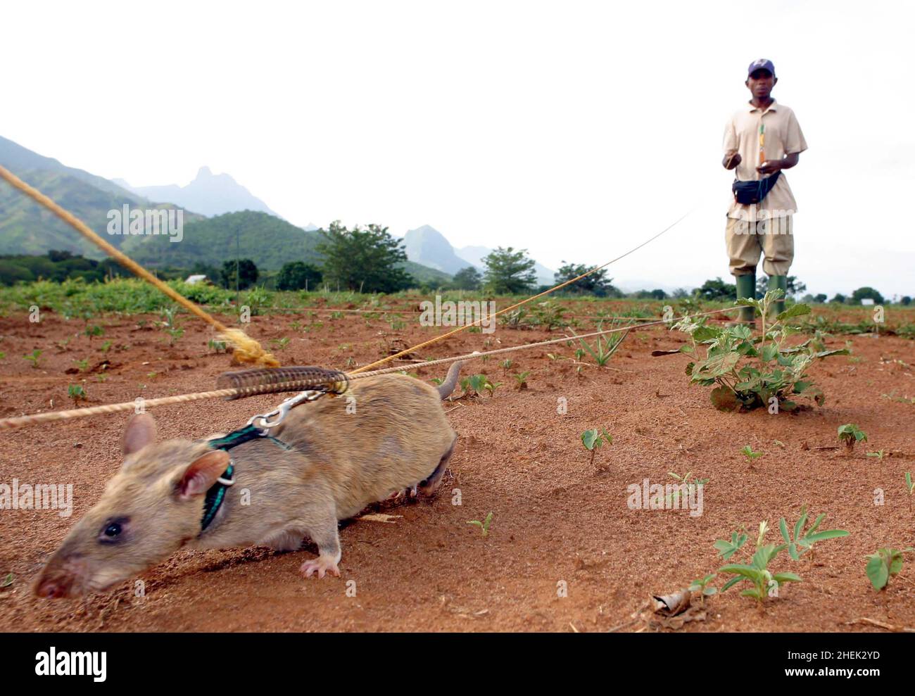 A RAT SEARCHES FOR A LANDMINE IN A SIMULATED MINEFIELD WHILST TETHERED ...