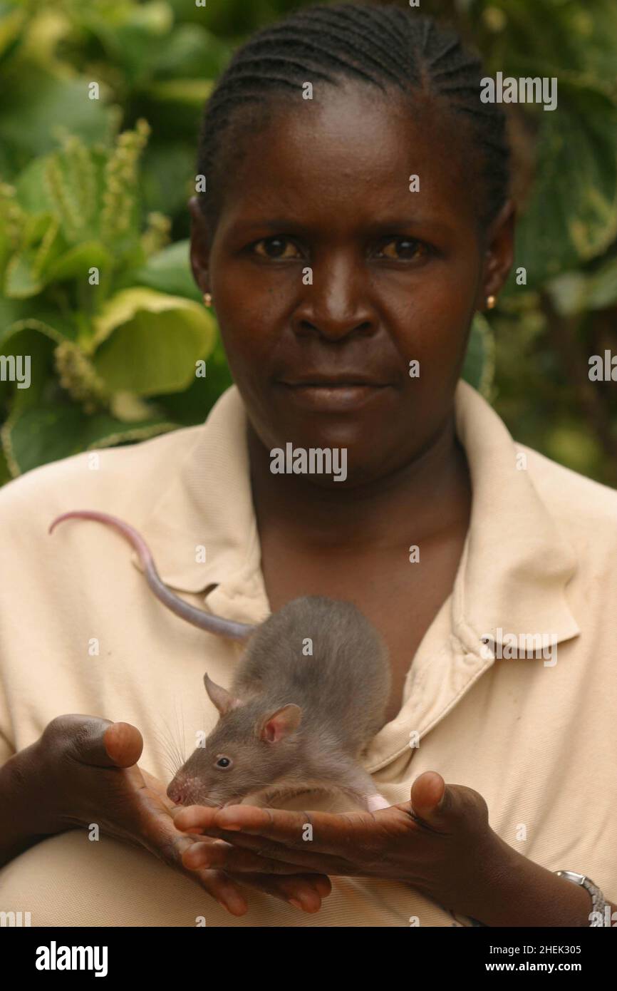 AN APOPO HANDLER WITH A FIVE WEEK OLD CAPTIVE BRED GIANT POUCHED RAT ...