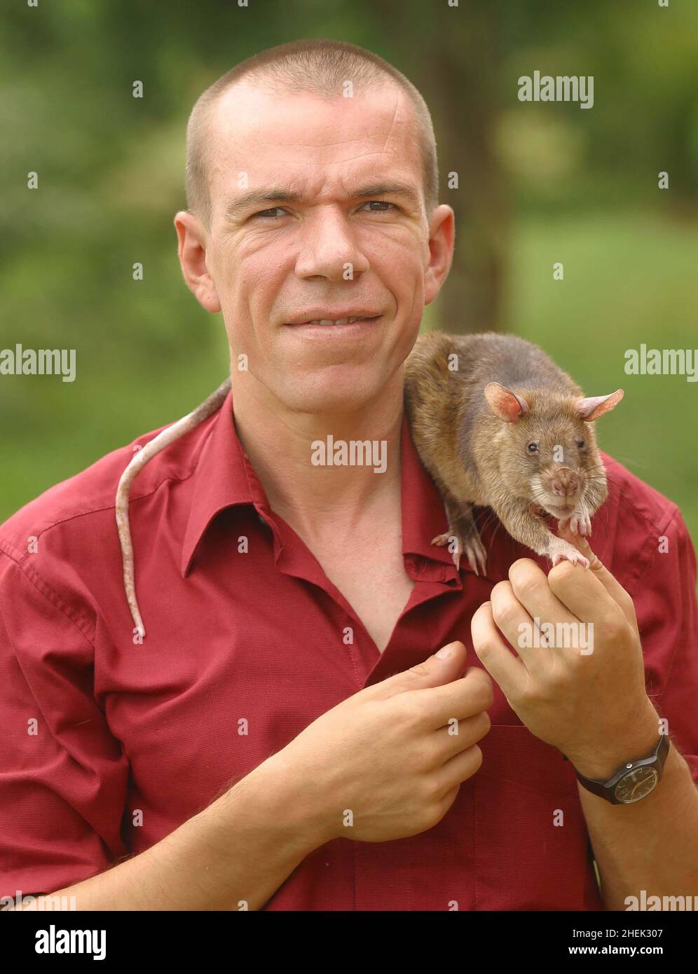 BART WEEJANS, MANAGING DIRECTOR OF APOPO WITH A TRAINED GIANT POUCHED ...
