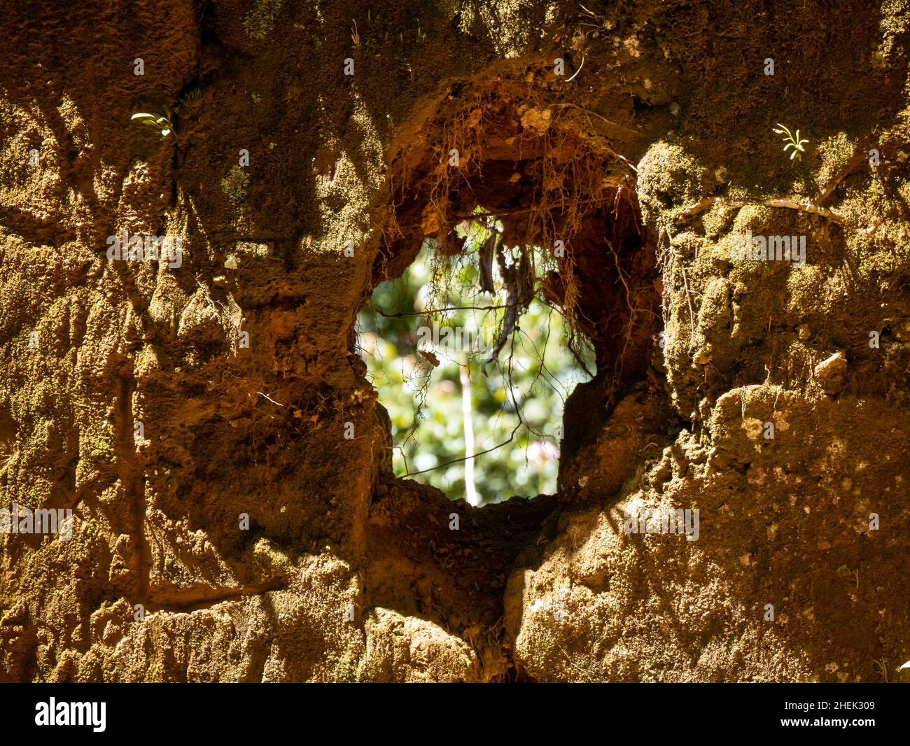 Hole in a Mud Wall near the Wetland and Arvi Park, Antioquia, Colombia ...