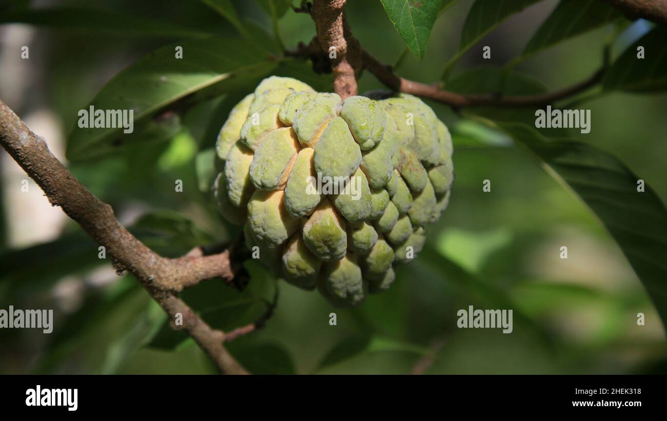 conde, bahia, brasil - january 9, 2022: Pinha Fruit - Annona squamosa ...