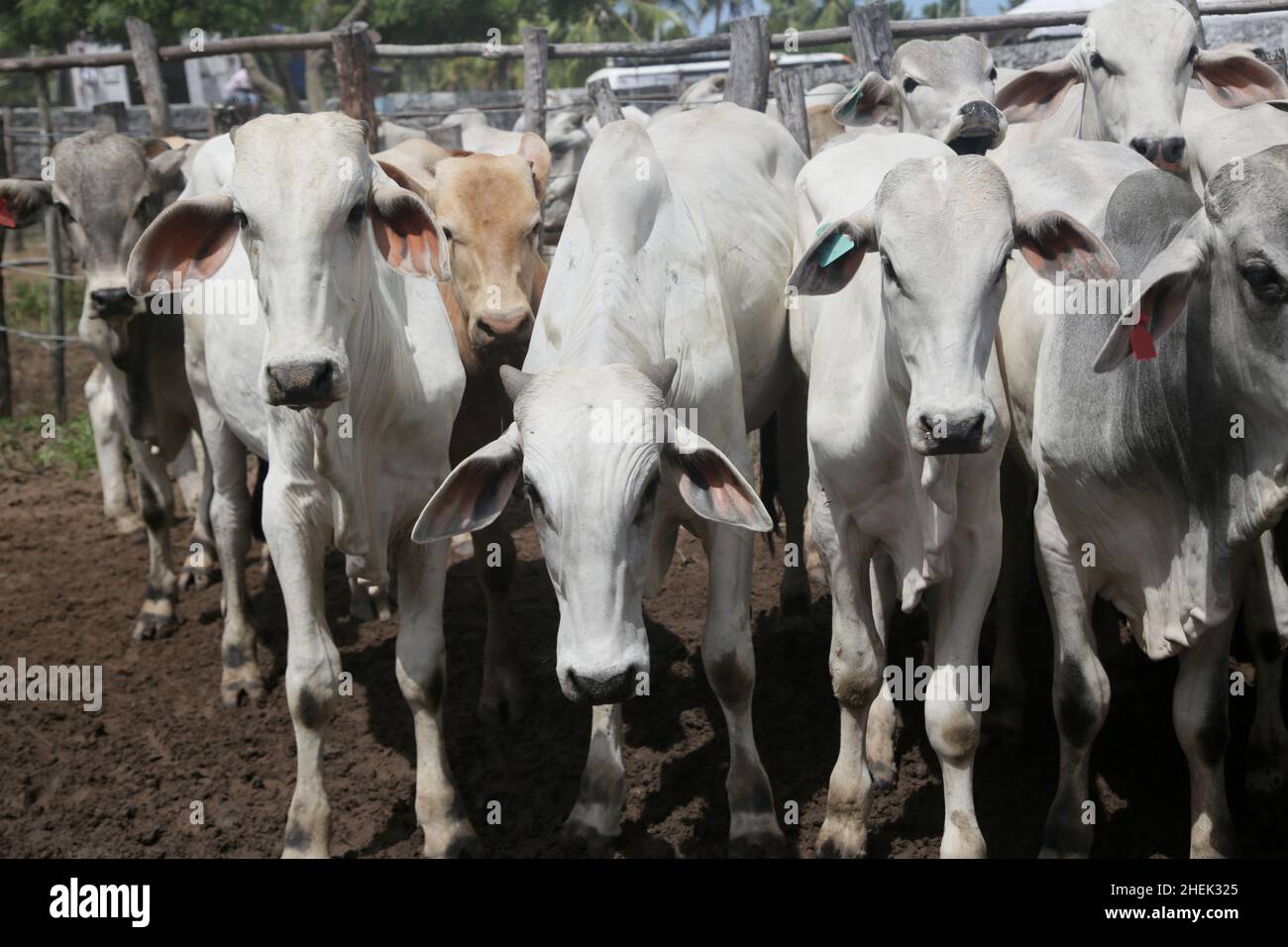 City farming brasil hi-res stock photography and images - Alamy