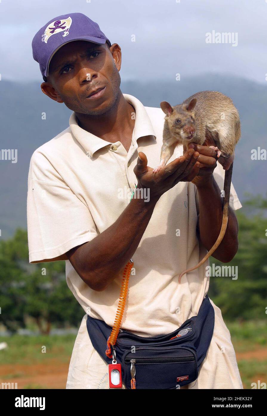 A HANDLER WITH A TRAINED GIANT POUCHED RAT (CRICETOMYS GAMBIANUS) AT ...