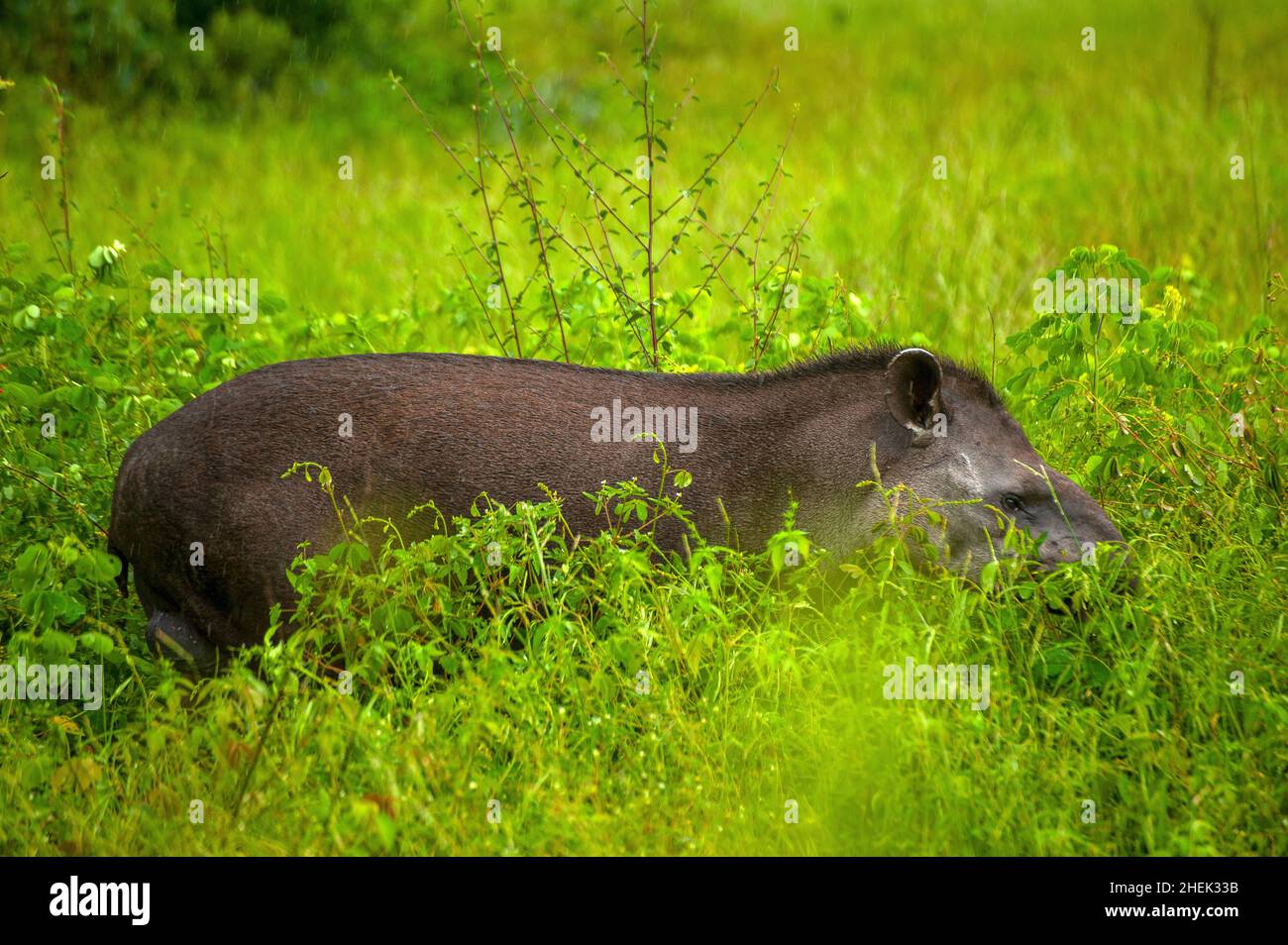 Tapir is the biggest land mammal of South America Stock Photo - Alamy