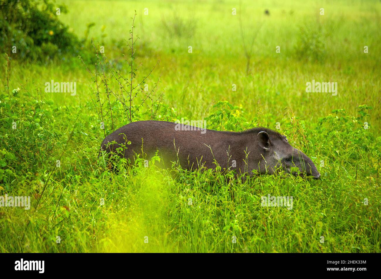 Tapir is the biggest land mammal of South America Stock Photo - Alamy