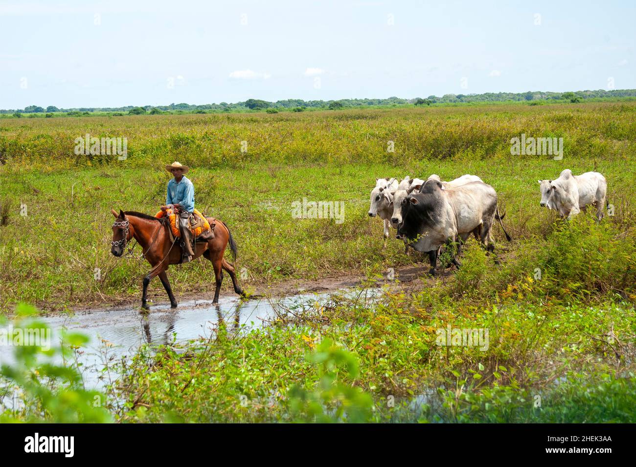 The cowboy from the Pantanal called pantaneiro taking his cattle ...