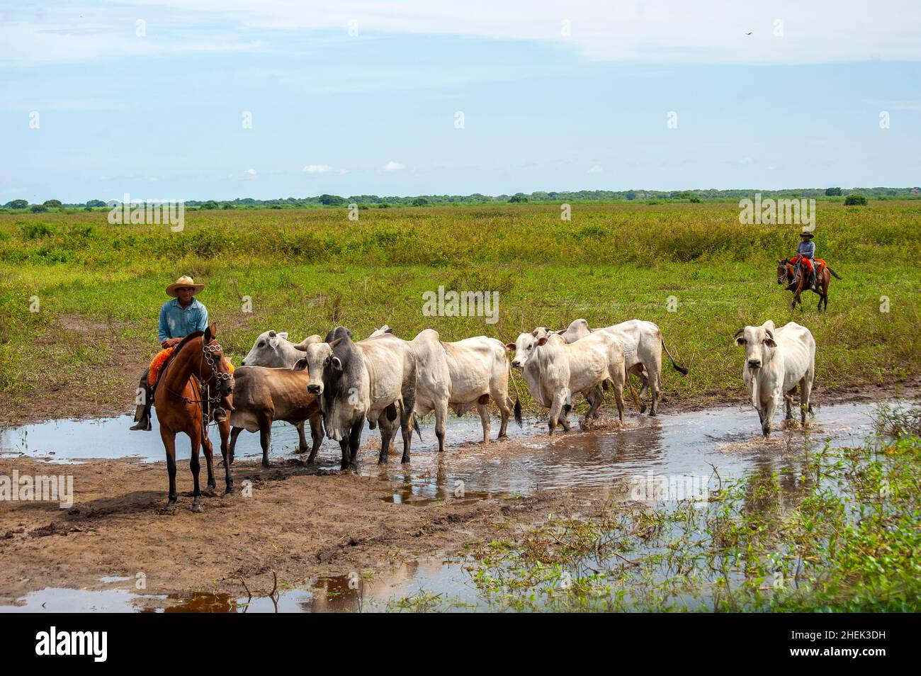 The cowboy from the Pantanal called pantaneiro taking his cattle ...
