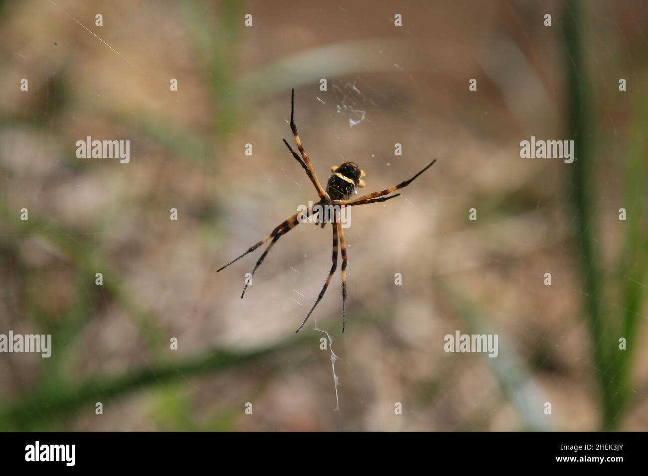 conde, bahia, brazil - january 9, 2022: Spider insect in its web in a ...