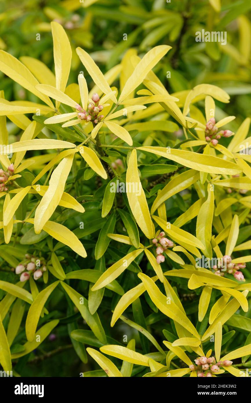Choisya dewitteana aztec gold hi-res stock photography and images - Alamy