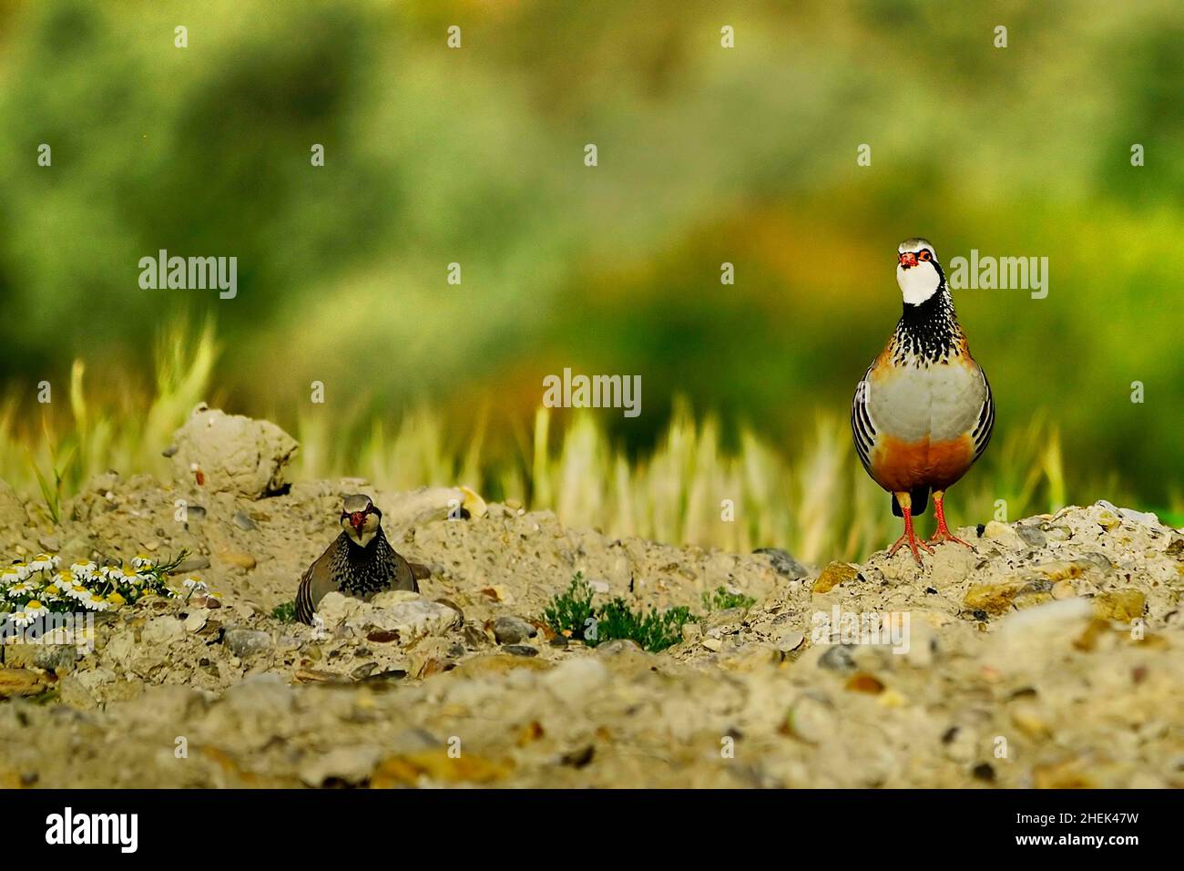 The red-legged partridge is a species of galliform bird in the ...
