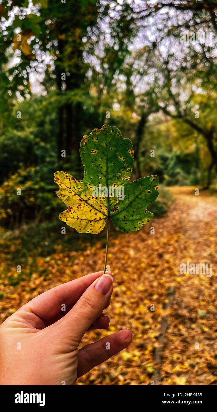 Beautiful vertical backgrounds with autumn leaves and greens Stock ...