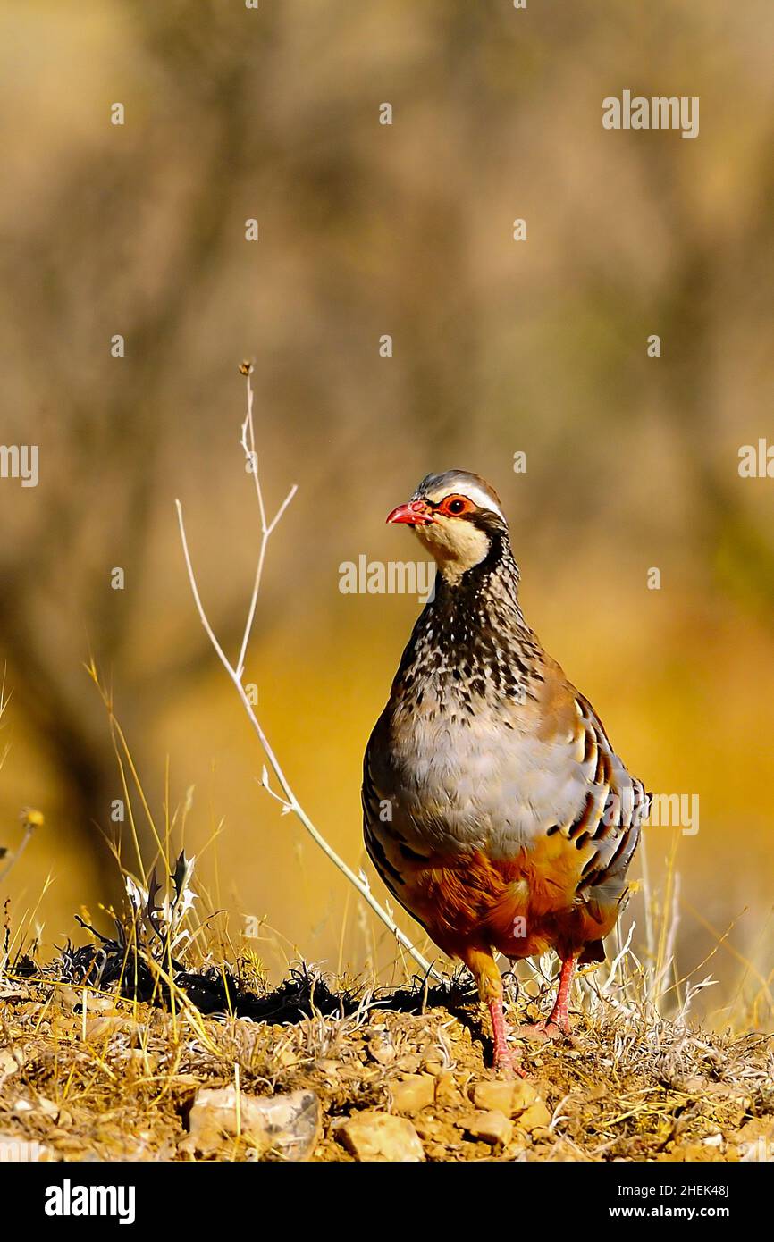 The red-legged partridge is a species of galliform bird in the ...