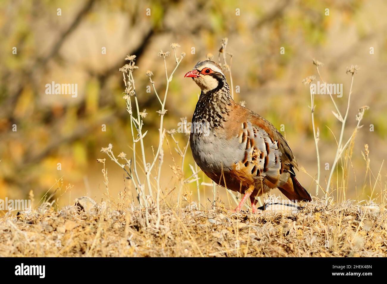 The red-legged partridge is a species of galliform bird in the ...