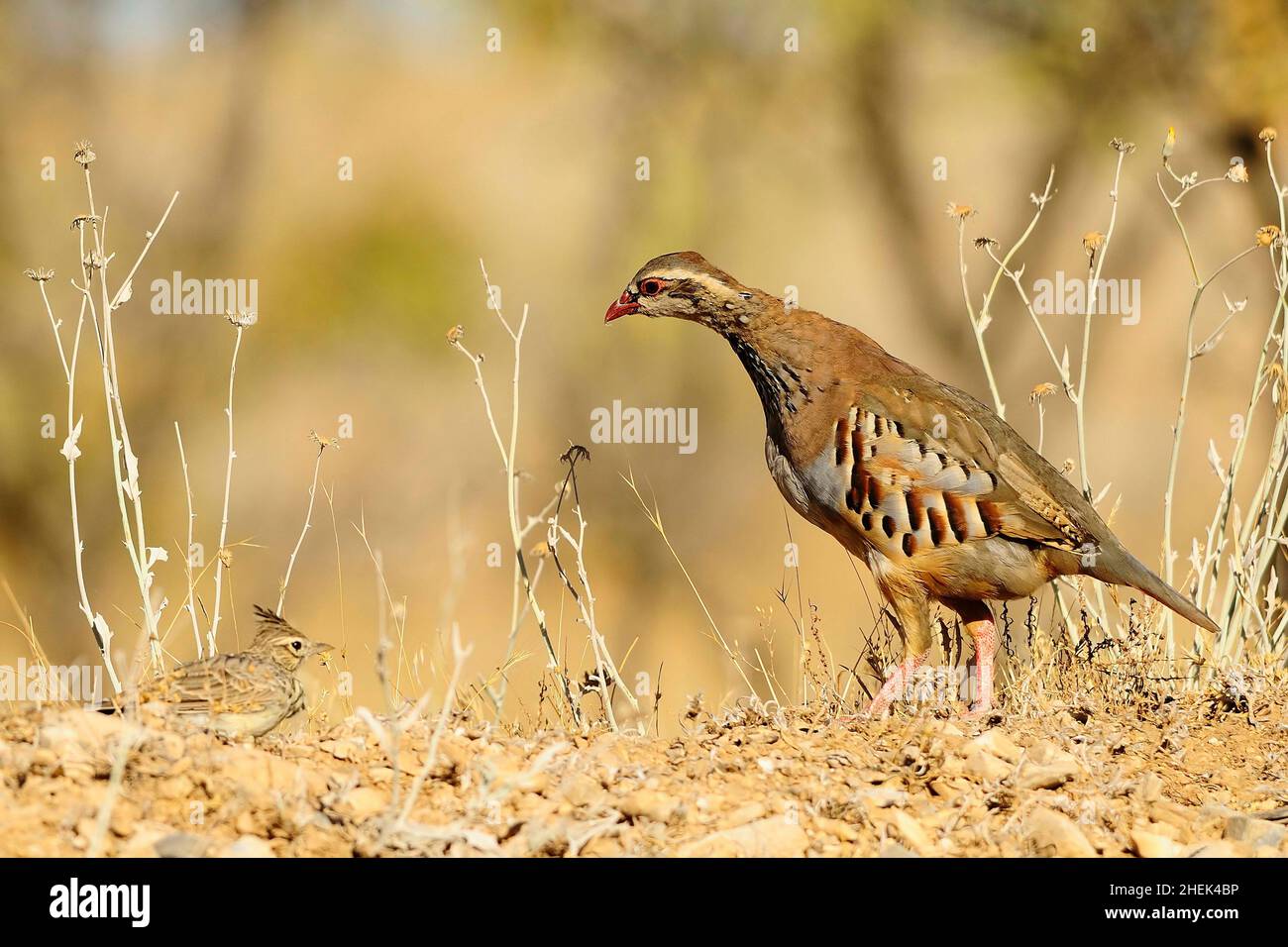 The red-legged partridge is a species of galliform bird in the ...