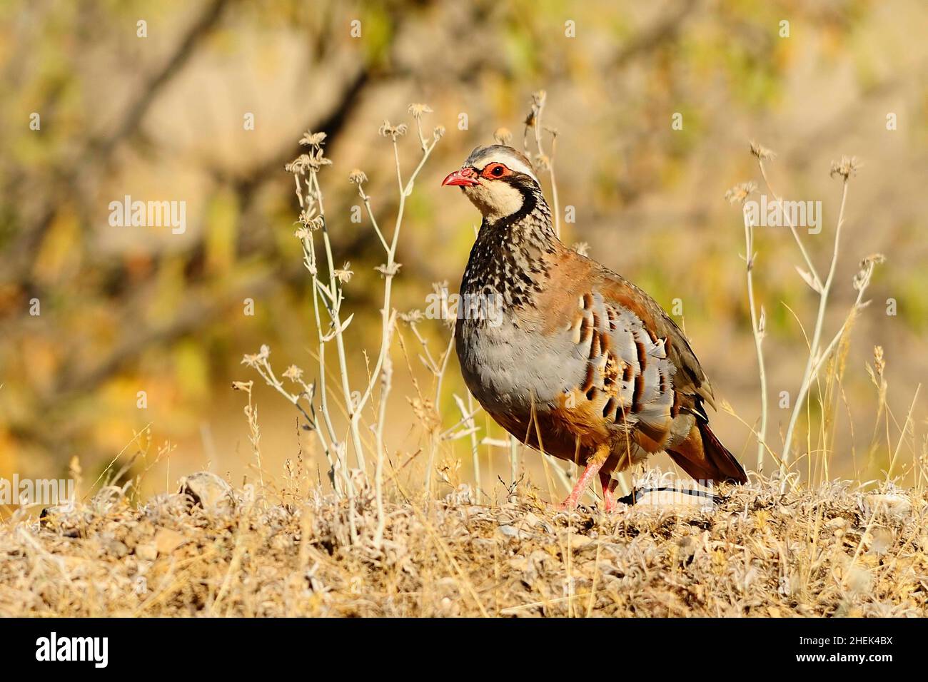 The red-legged partridge is a species of galliform bird in the ...