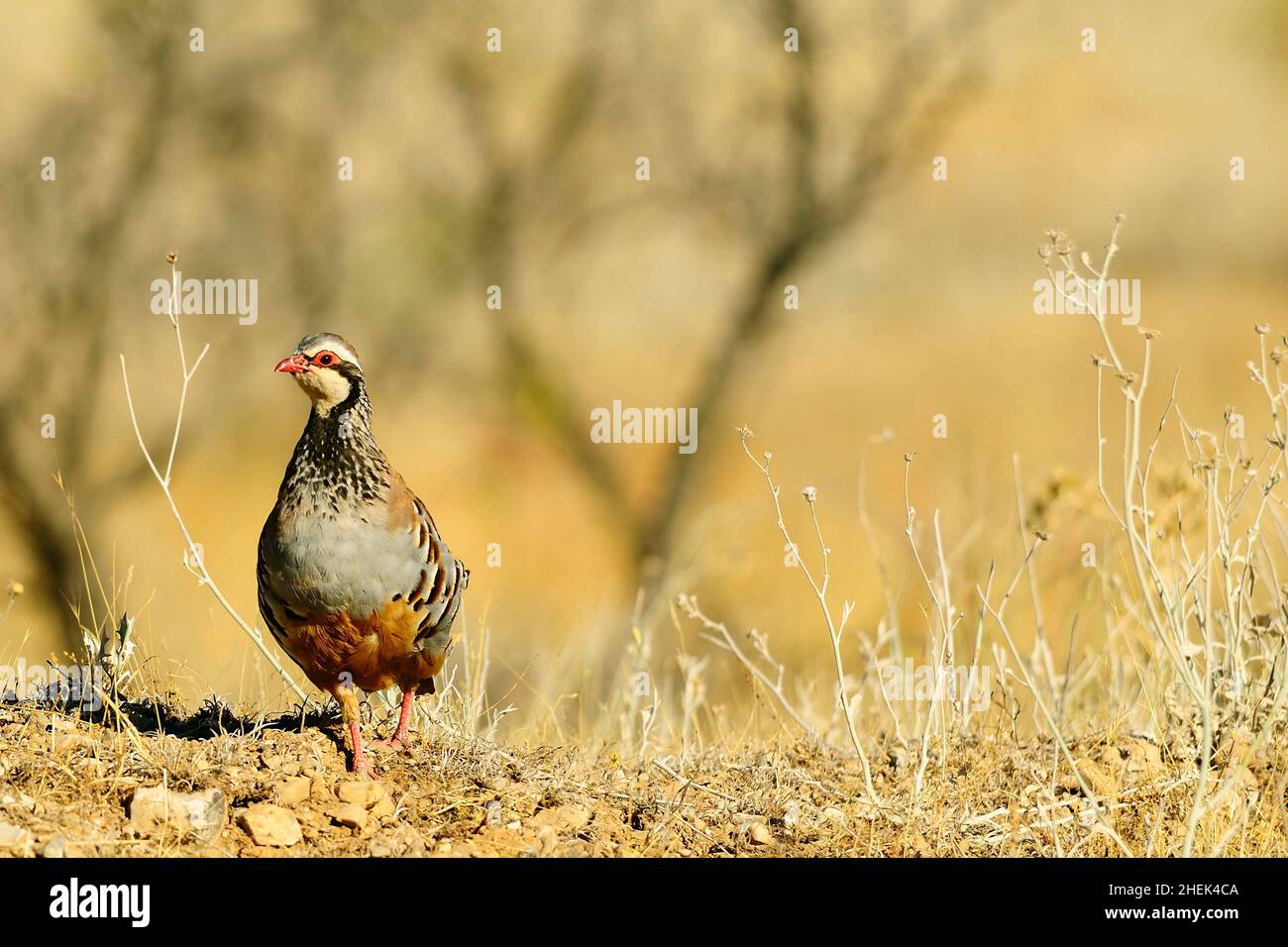 The red-legged partridge is a species of galliform bird in the ...